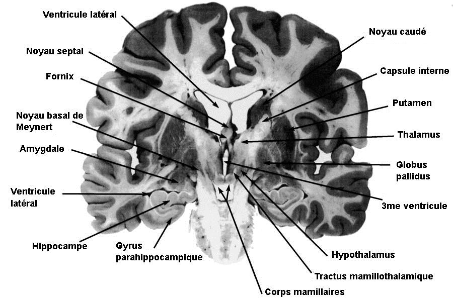 Le système limbique - Neuromedia