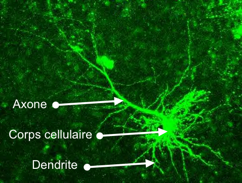Les neurones et leurs différents types et morphologies - Neuromedia