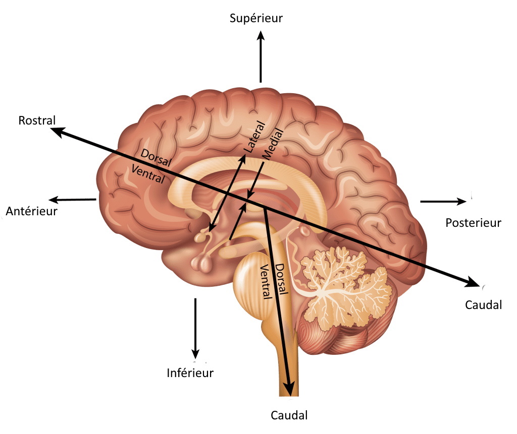 Cerveau : anatomie et divisons - Neuromedia