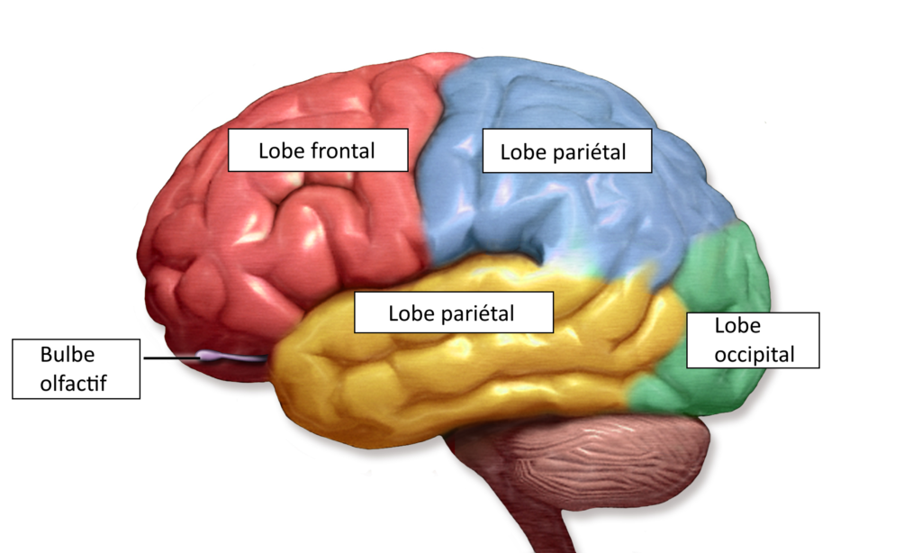 cerveau-lobes - Neuromedia cerveau-lobes - Neuromedia