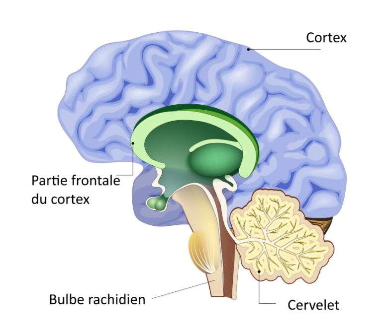Bulbe rachidien - Neuromedia