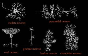 Neurons : different parts, types and morphologies - Neuromedia