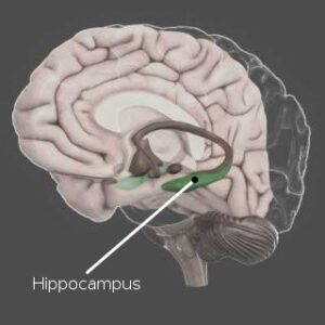The hippocampus and its role in the brain - Neuromedia
