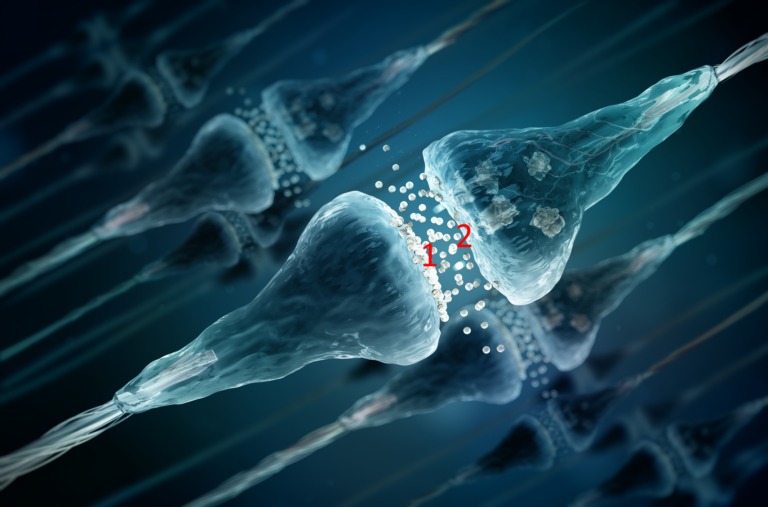 Le neurotransmetteur - Neuromedia